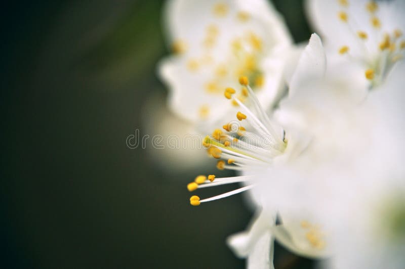 Mirabelle Flower Fully Bloomed on a Branch in Spring White Flower Stock ...