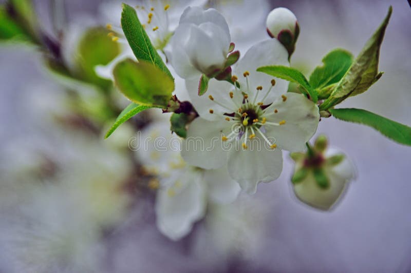 Mirabelle Flower Fully Bloomed on a Branch in Spring White Flower Stock ...