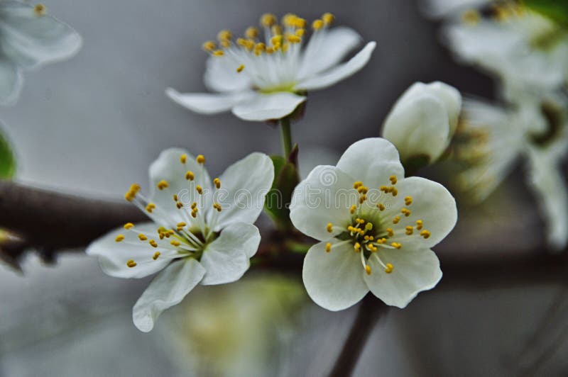 Mirabelle Flower Fully Bloomed on a Branch in Spring White Flower Stock ...