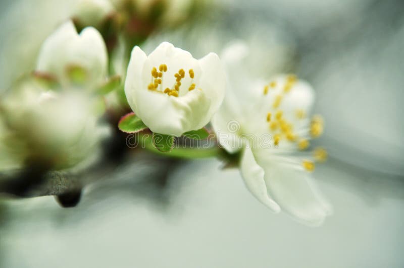 Mirabelle Flower Fully Bloomed on a Branch in Spring White Flower Stock ...