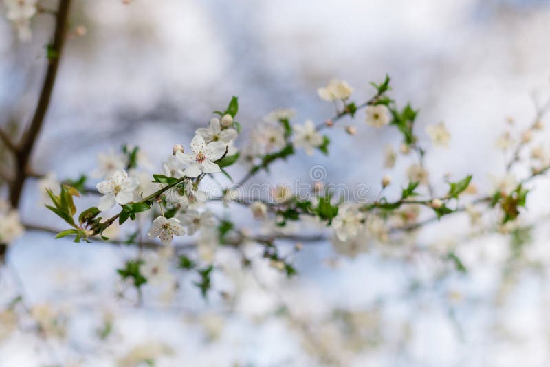 Mirabelle Flower in the Morning Sky Stock Photo - Image of detailed ...