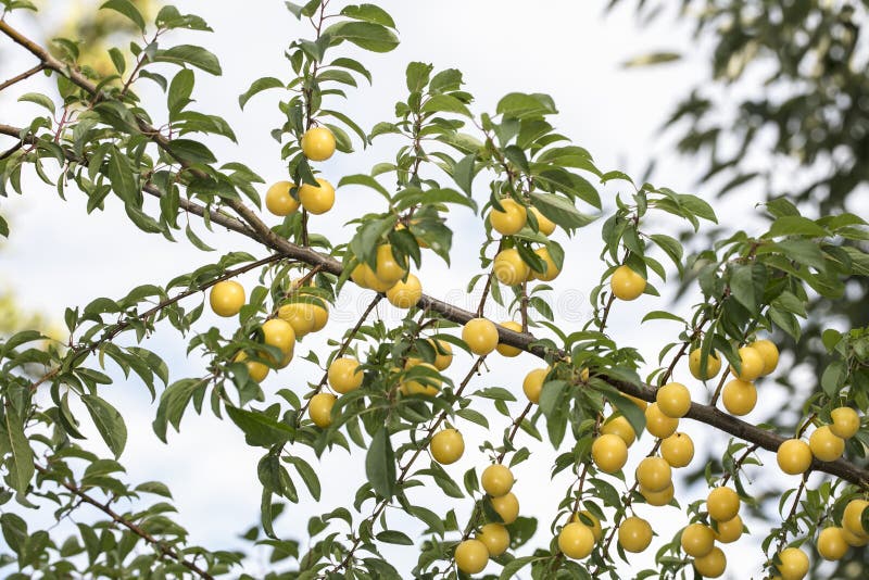 Mirabelle Fruit Grow on the Tree, Sweet Fruit Stock Photo - Image of ...