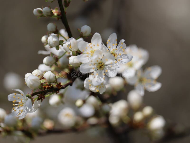 Mirabelle stock photo. Image of food, tree, mirabelle - 281407884