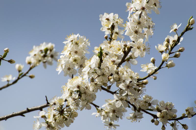 Mirabelle plum blossoms stock image. Image of flowers - 52997425