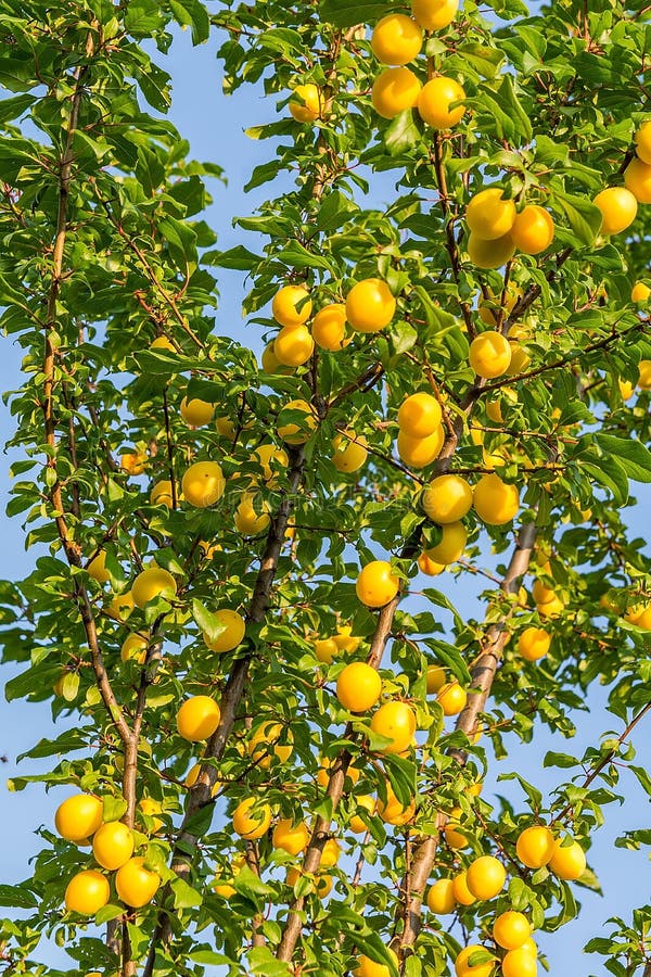 Mirabelle plum on the tree stock image. Image of flora - 122134313