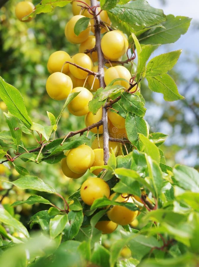 Mirabelle plum stock image. Image of autumn, fall, sweet - 44632039
