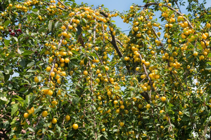 Mirabelle Plums on Tree stock image. Image of juicy - 135075139