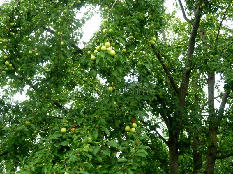 Mirabelle tree stock photo. Image of green, tree, yellow - 96152880