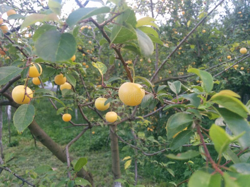 Mirabelle tree stock photo. Image of yellow, mirabelle - 57461578