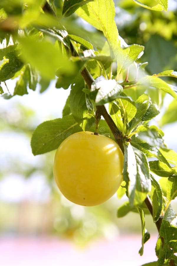 Mirabelle Yellow Plum Fruit in Its Tree Stock Image - Image of food ...