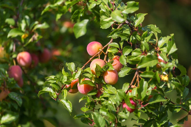 Mirabelles Tree in the Garden Stock Image - Image of fruit, tree: 120135301