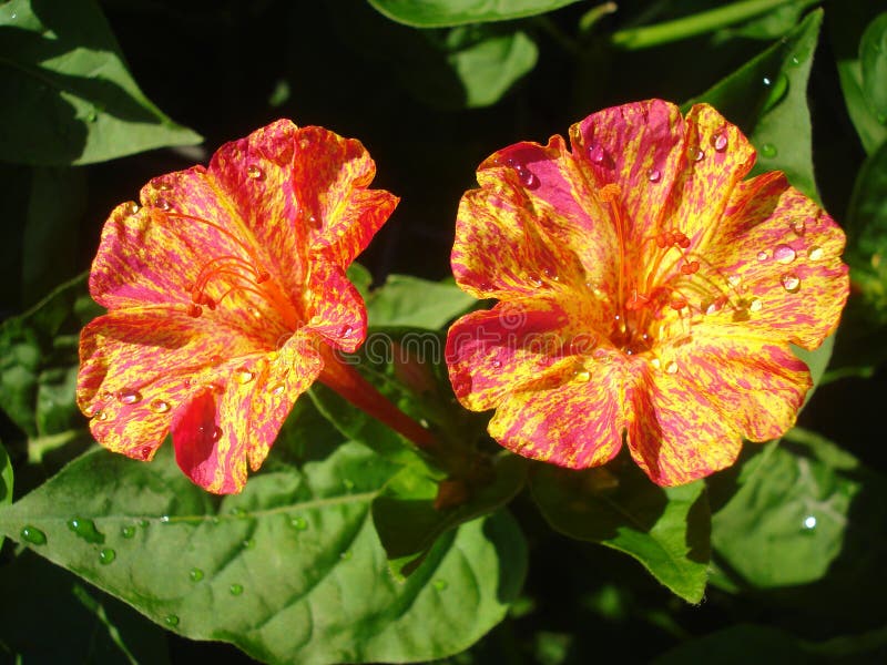 Mirabilis Jalapa, or Bella Di Notte, Yellow Flowers Stock Photo - Image ...