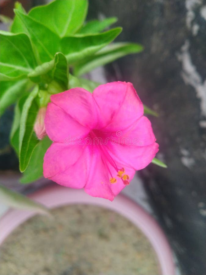 Marvel of Peru or Mirabilis Jalapa Perennial Herb with Closed Tubular ...