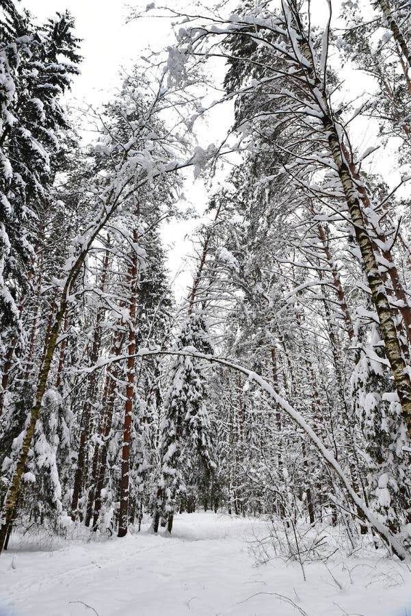 Beautiful Winter Forest after the Fallen Snow. Stock Photo - Image of ...