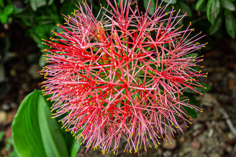 Miracle flower stock photo. Image of miracle, thai, land - 189521260