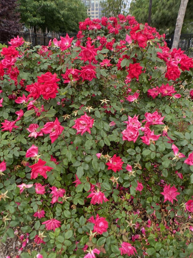 Miracle on the Hudson Rose stock photo. Image of great - 248727902