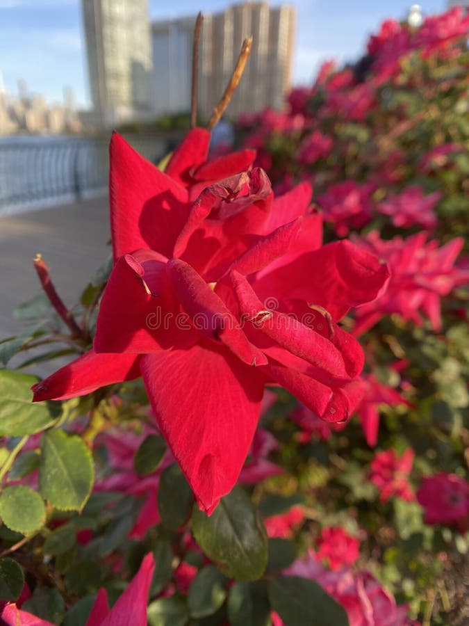 Miracle on the Hudson Rose stock photo. Image of flowers - 249009902
