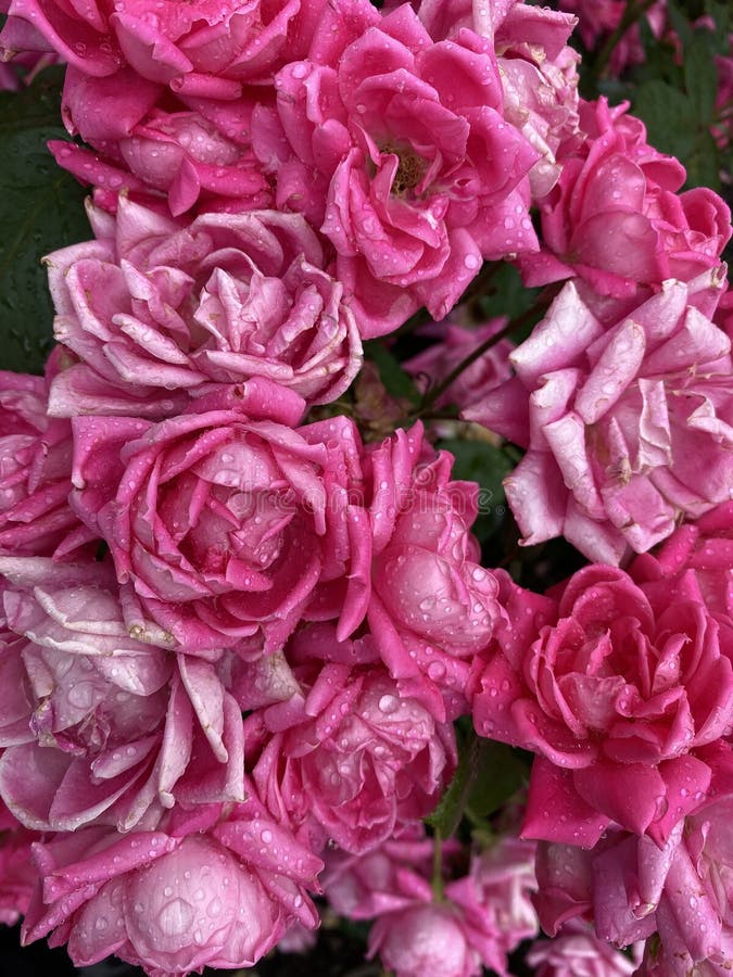 Miracle on the Hudson Rose stock image. Image of bright - 249344529