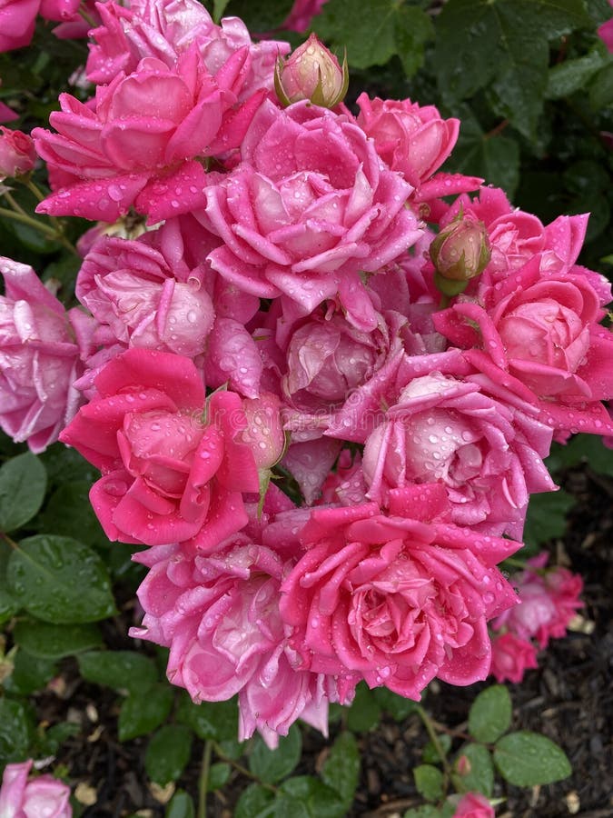 Miracle on the Hudson Rose stock photo. Image of great - 249344558