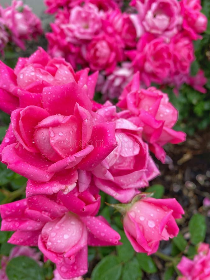 Miracle on the Hudson Rose stock photo. Image of early - 249344568