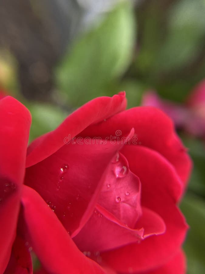 Miracle on the Hudson Rose stock image. Image of life - 249379775