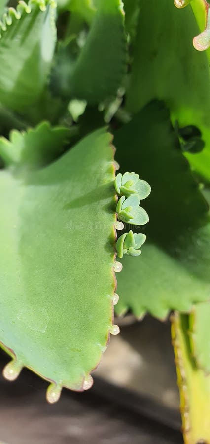 The Miracle Leaf Bryophyllum Pinnatum Stock Photo - Image of leaf, bali ...
