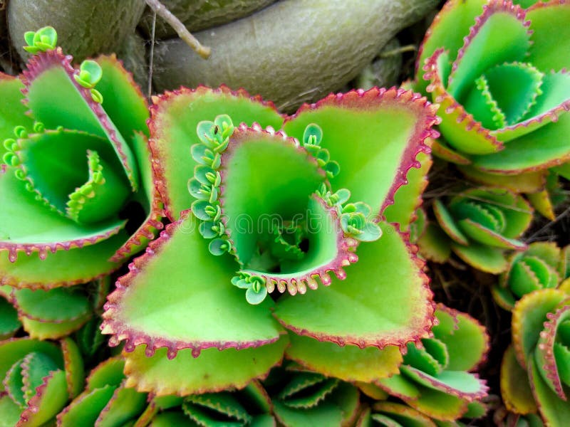 Miracle Leaf Bryophyllum Pinnatum. Stock Photo - Image of cooling, blue ...