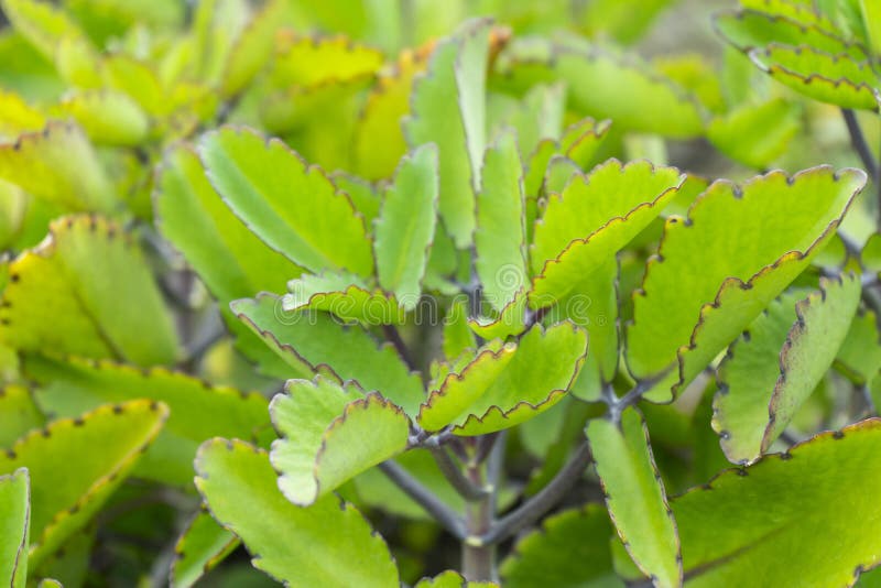 Miracle Leaf Bryophyllum Pinnatum. Stock Photo - Image of interior ... Miracle Leaf Bryophyllum Pinnatum. Stock Photo - Image of interior ...