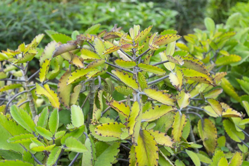 Miracle Leaf Bryophyllum Pinnatum. Stock Photo - Image of cooling, blue ...