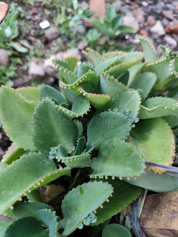 Miracle Leaf is a Plant that Has Many Benefits Stock Image - Image of ...