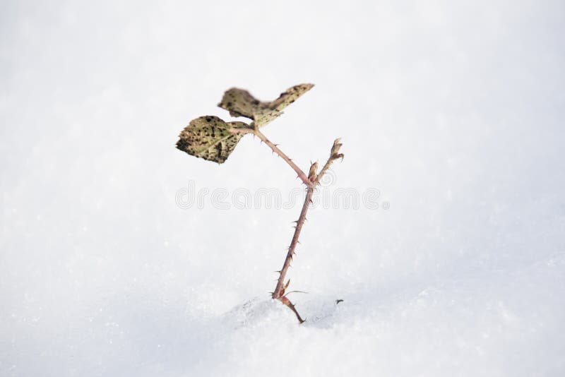 Miracle of Life Continues the Cycle Stock Image - Image of partners ...