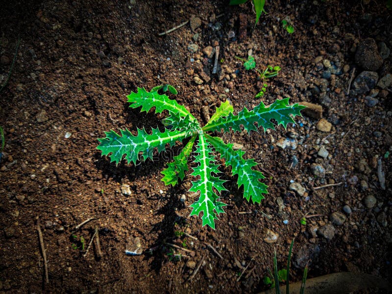 The Miracle of Life: a Tiny Plant Sprouting from the Rich Earth Stock ...