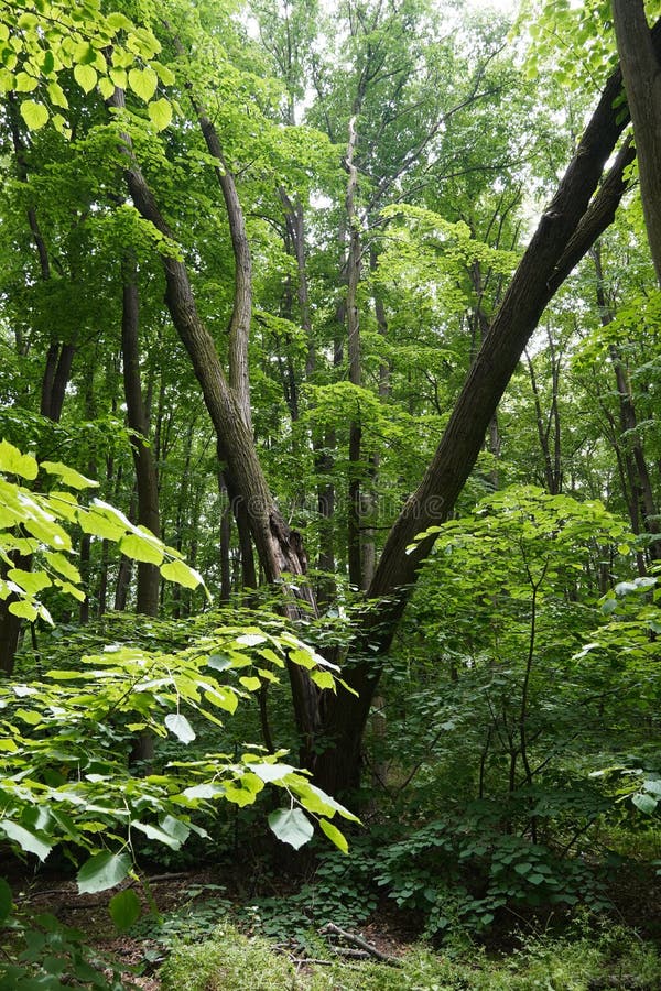 Three in the forest !! stock image. Image of split, outdoors - 183320313
