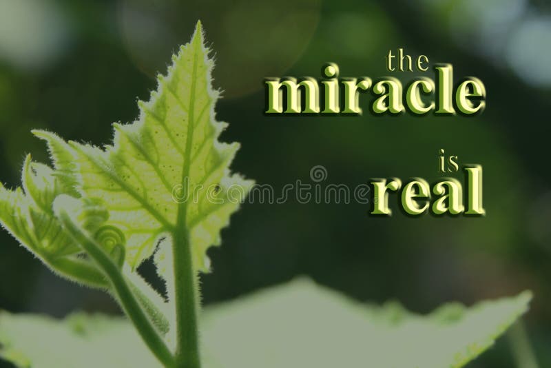 The miracle is real stock image. Image of forgiveness - 191663207