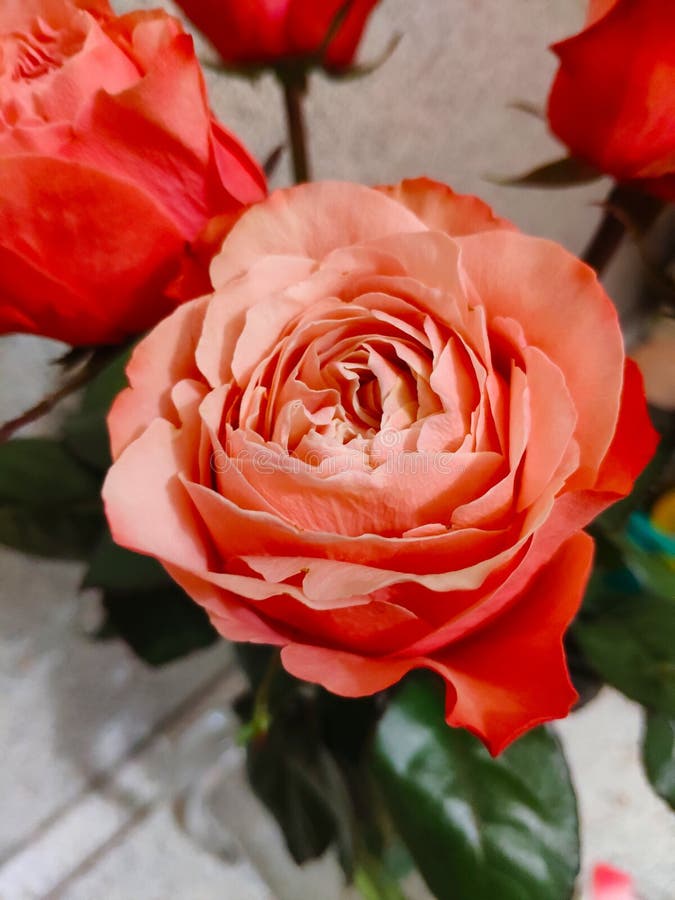 Miracle rose bouquet stock photo. Image of rose, miracle - 166680750