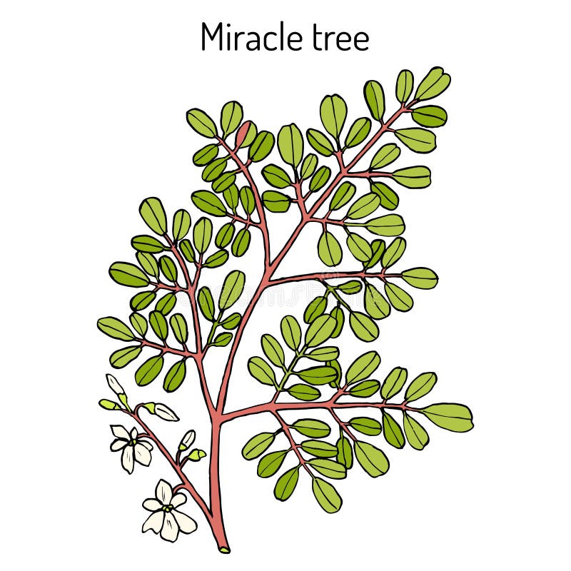 Miracle Tree Moringa Oleifera , Medicinal Plant. Stock Vector ...