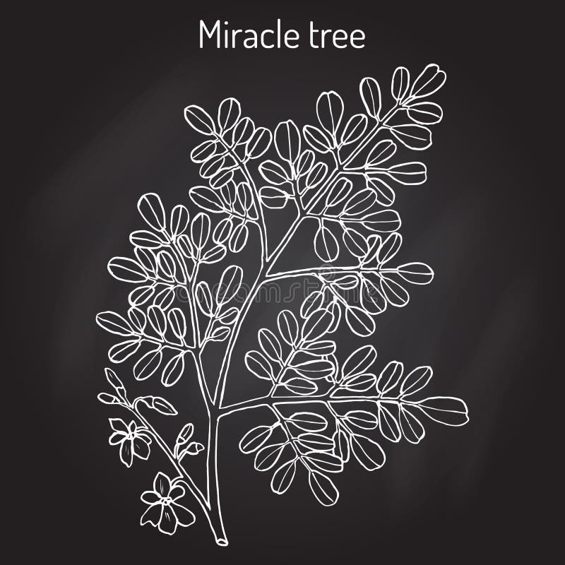 Miracle Tree Moringa Oleifera , Medicinal Plant. Stock Vector ...