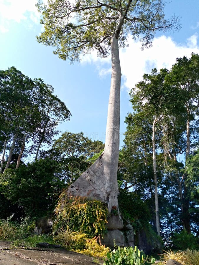 Miraculous Tree in Cameroon Stock Photo - Image of nature, trunk: 233500728