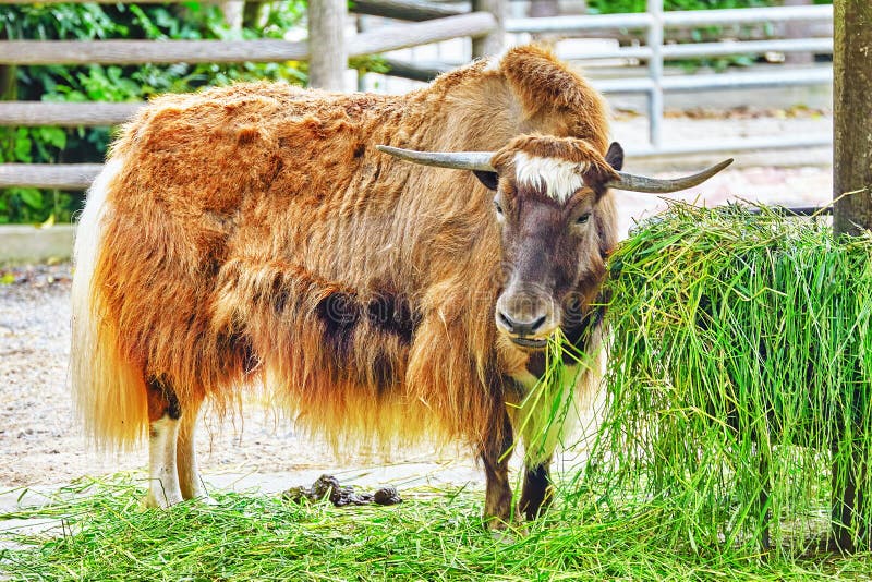 Mirada Animal De Los Yacs En Cámara Foto de archivo - Imagen de paisaje ...