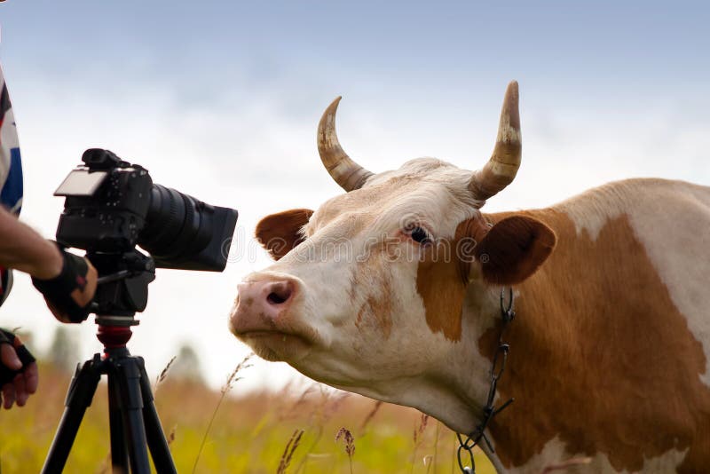 Mirada Curiosa De La Vaca in Camera Con La Expresión Divertida Imagen ...