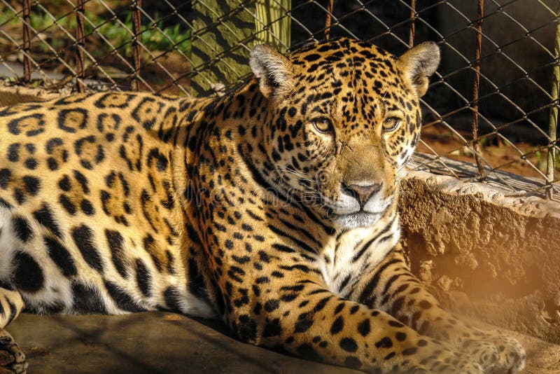Mirada de Jaguar foto de archivo. Imagen de endangered - 72258178