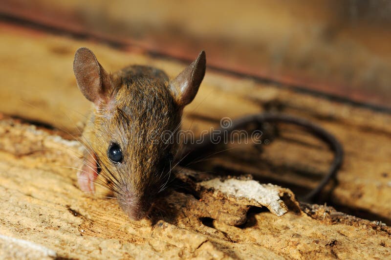 Cabeza de una rata imagen de archivo. Imagen de perfil - 2586833