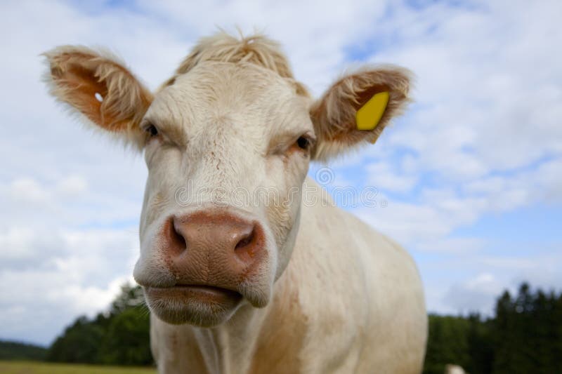 Mirada de la vaca imagen de archivo. Imagen de vaca, cubo - 16120381
