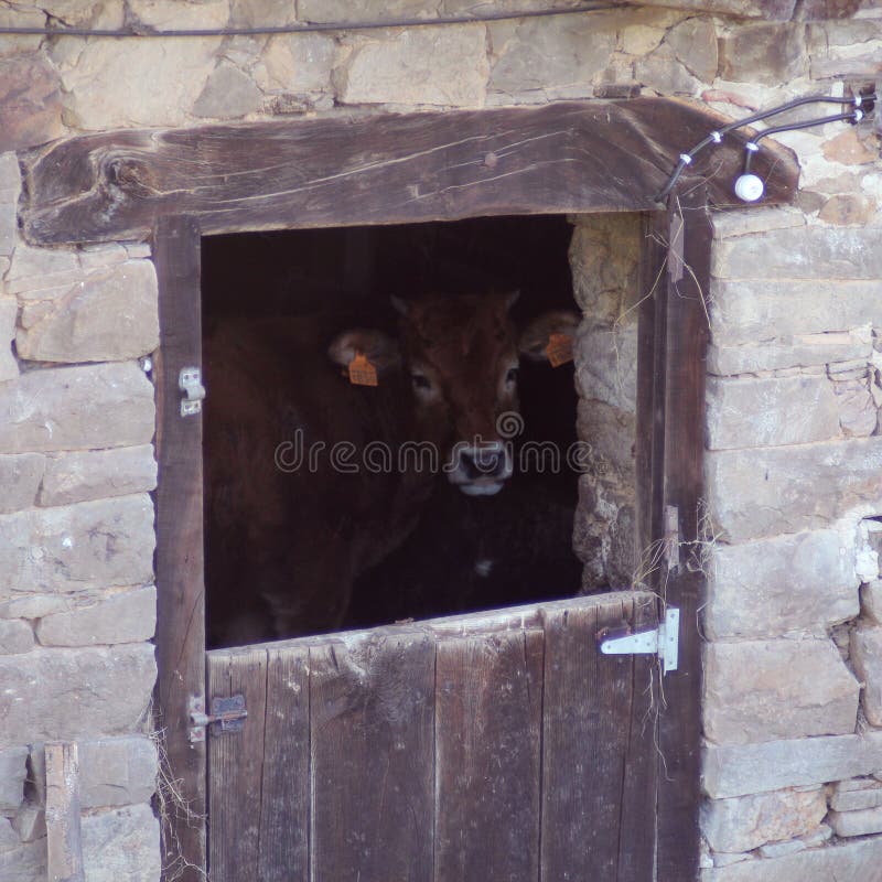 Mirada de la vaca imagen de archivo. Imagen de carne - 90797131