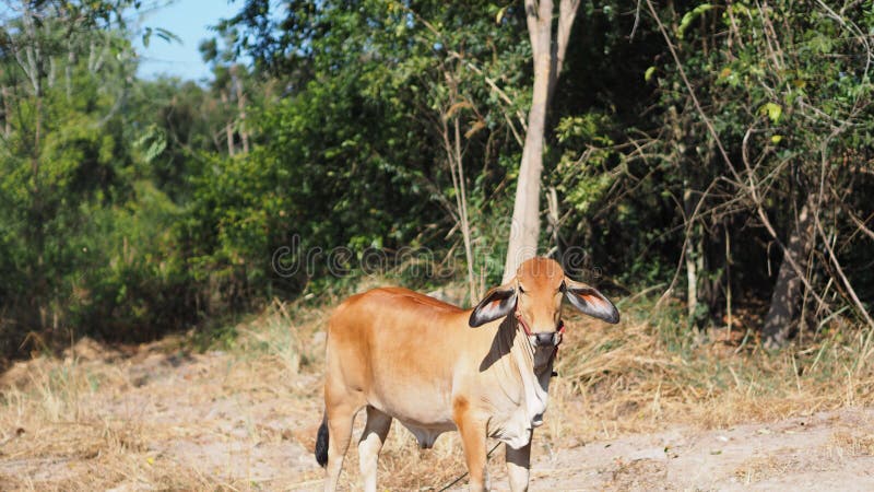 Mirada de la vaca en mí foto de archivo. Imagen de granja - 61700590