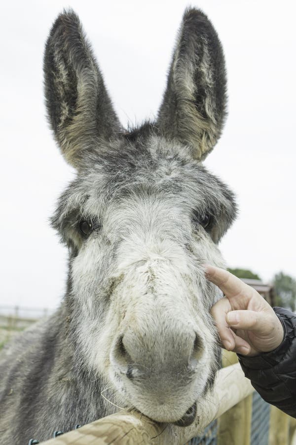 Mirada del burro foto de archivo. Imagen de animales - 53840946
