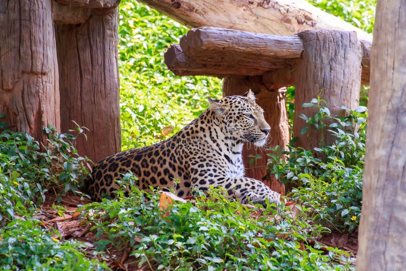 El Jaguar Del Tigre Está Rugiendo Imagen de archivo - Imagen de ...