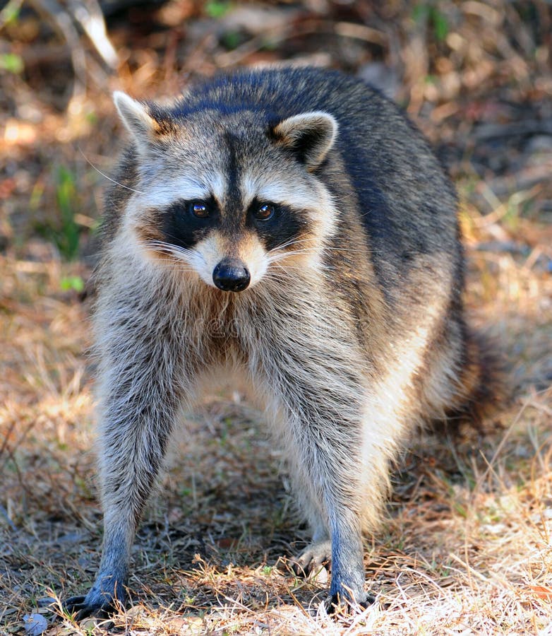 Mirada del mapache foto de archivo. Imagen de mascotas - 11307296