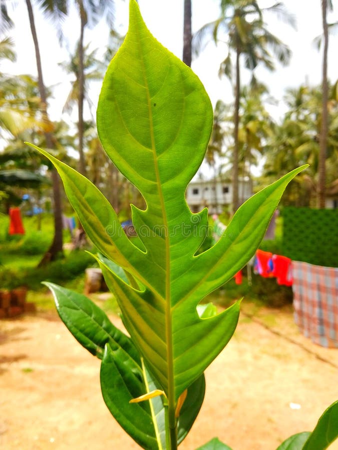 Mirada Del Primer De Una Hoja Foto de archivo - Imagen de cubo, mirada ...