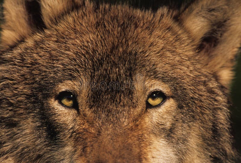 Mirada fija del lobo foto de archivo. Imagen de salvaje - 9079124
